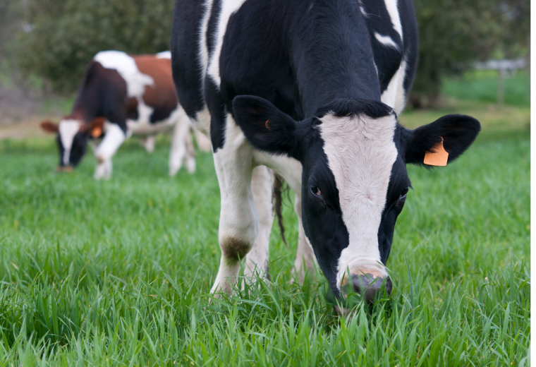 Animal Protein ETF May Mooove on Inflation | etf.com