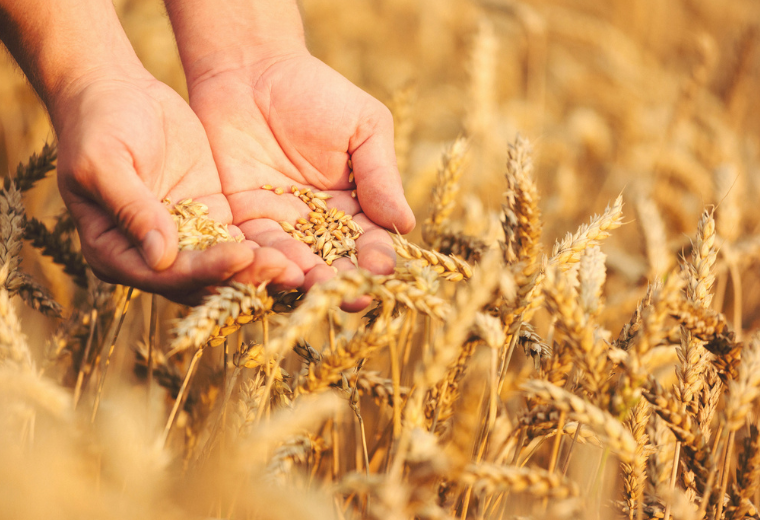 Elevated Grain Prices Are Here to Stay: Teucrium CEO | etf.com